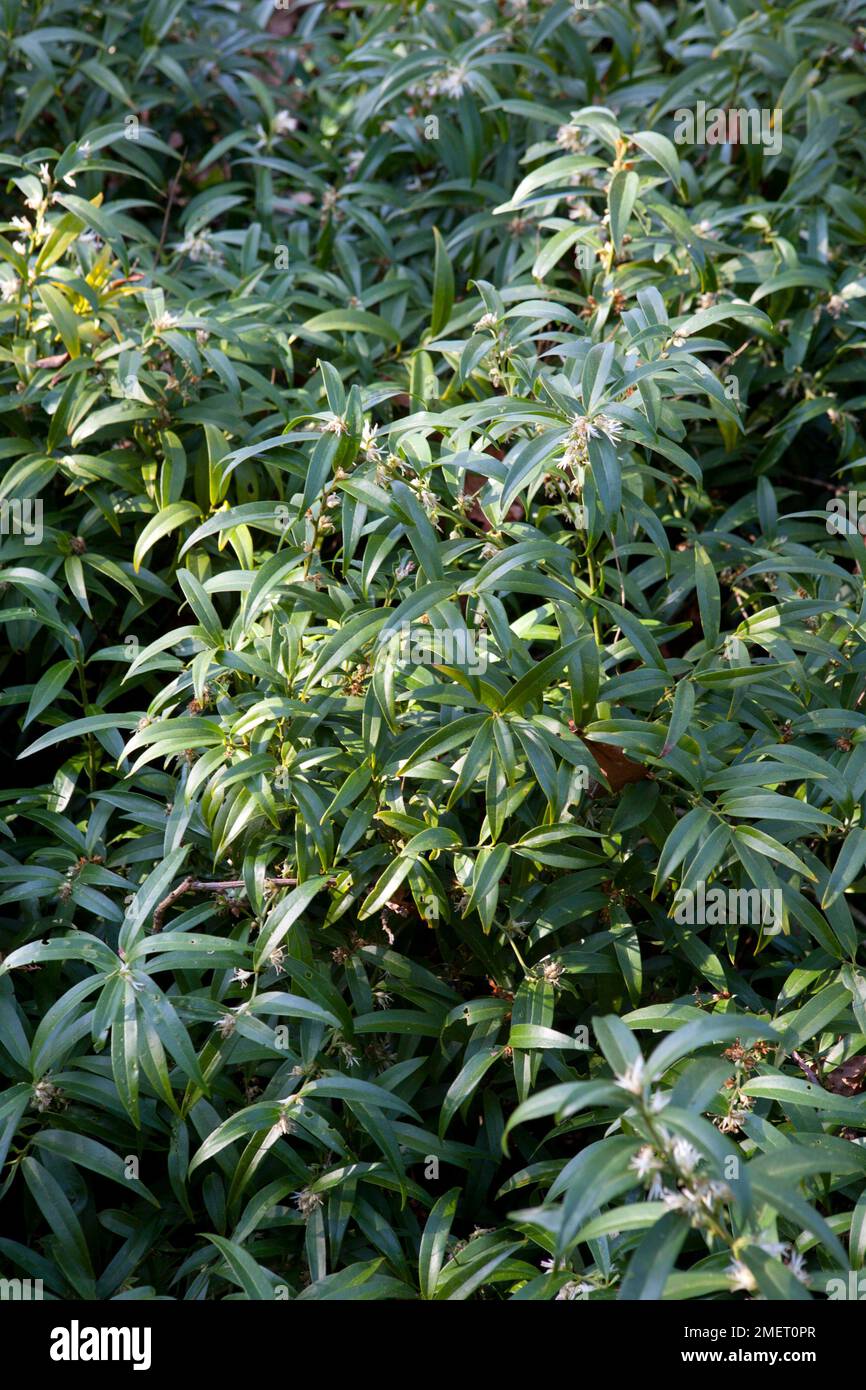 Sarcococca hookeriana hi-res stock photography and images - Alamy