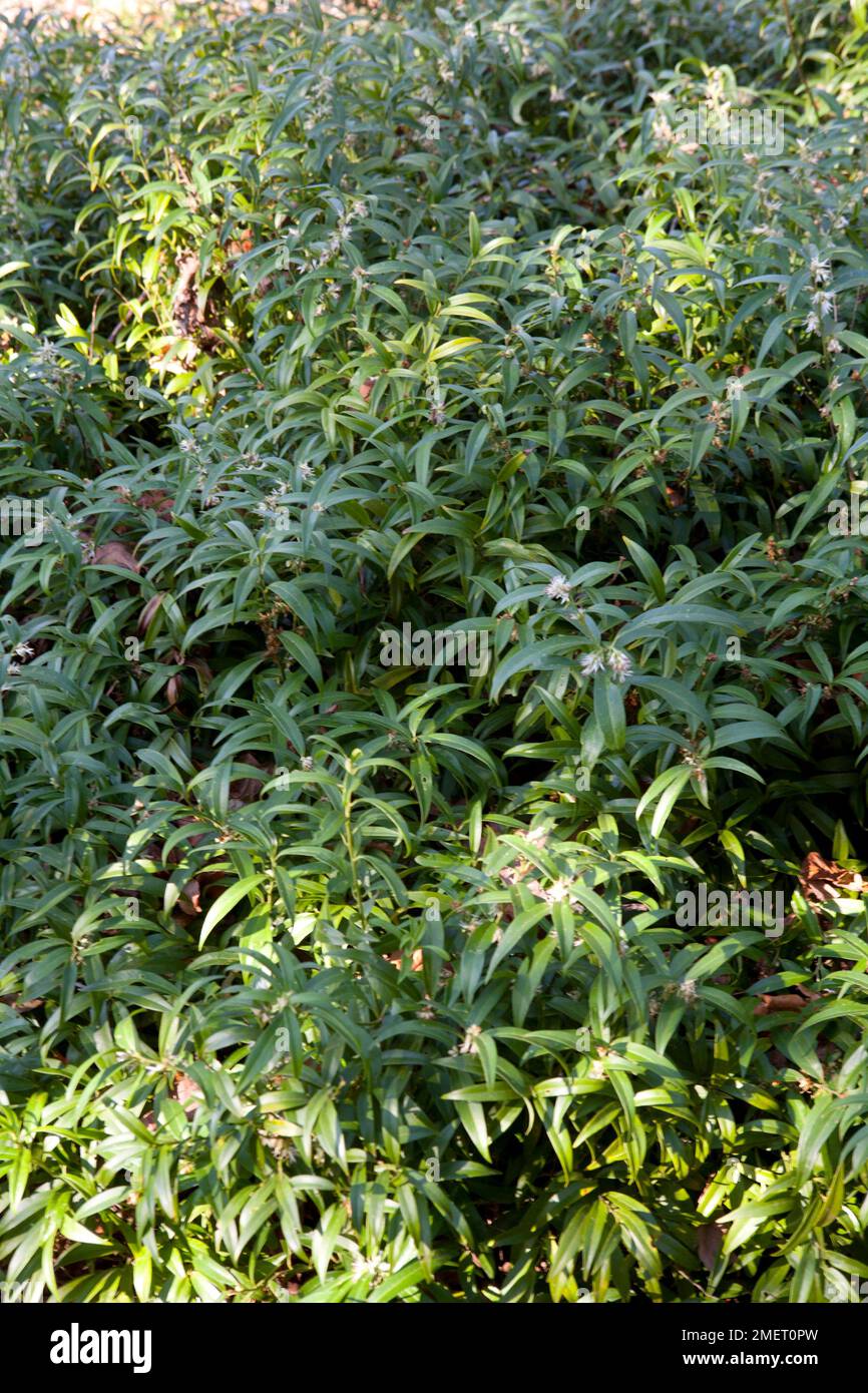 Sarcococca hookeriana hi-res stock photography and images - Alamy