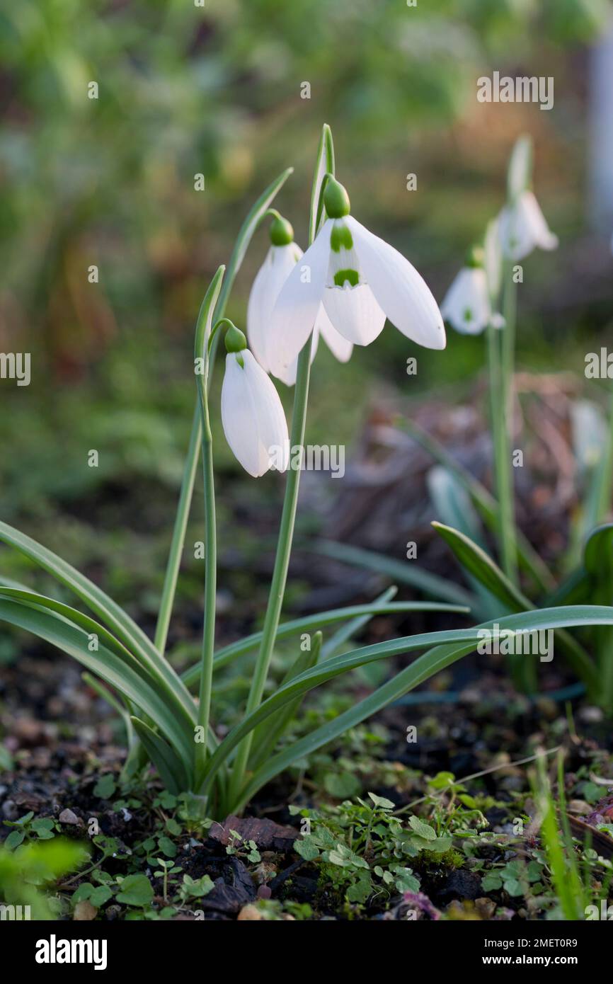 Armine hi-res stock photography and images - Alamy