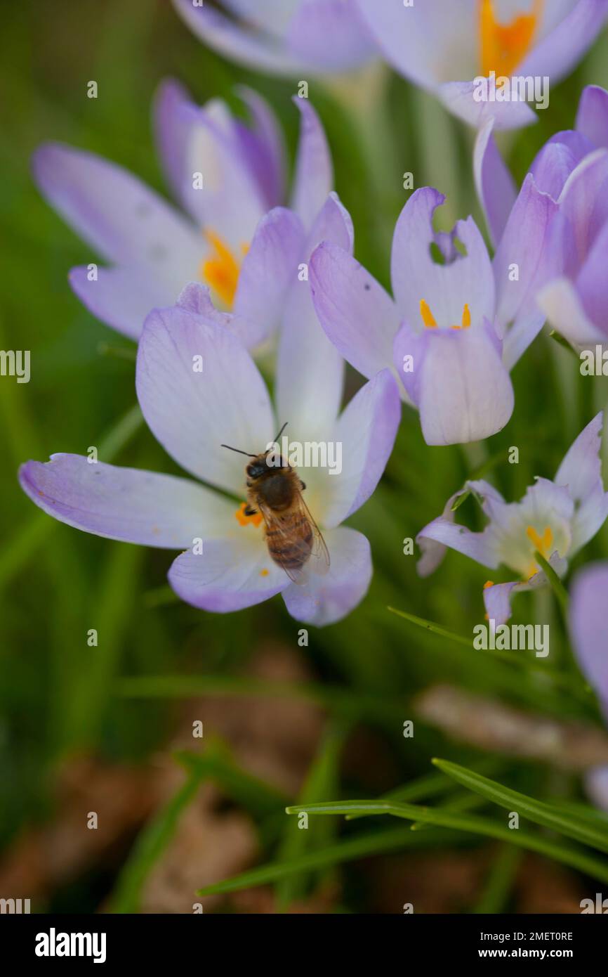 Bee on Crocus tommasinianus Stock Photo - Alamy