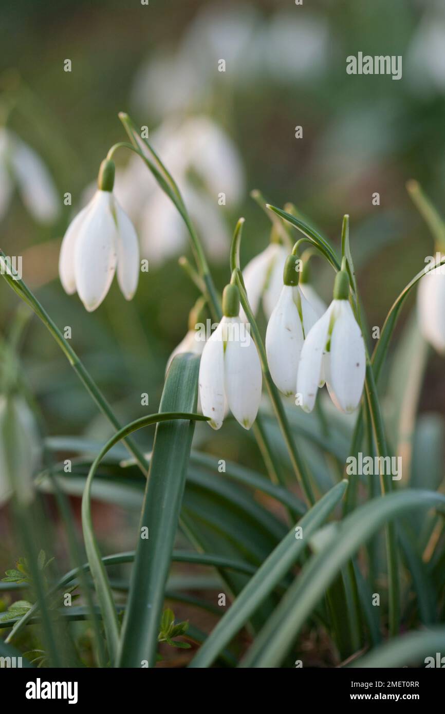 Galanthus curly hi-res stock photography and images - Alamy