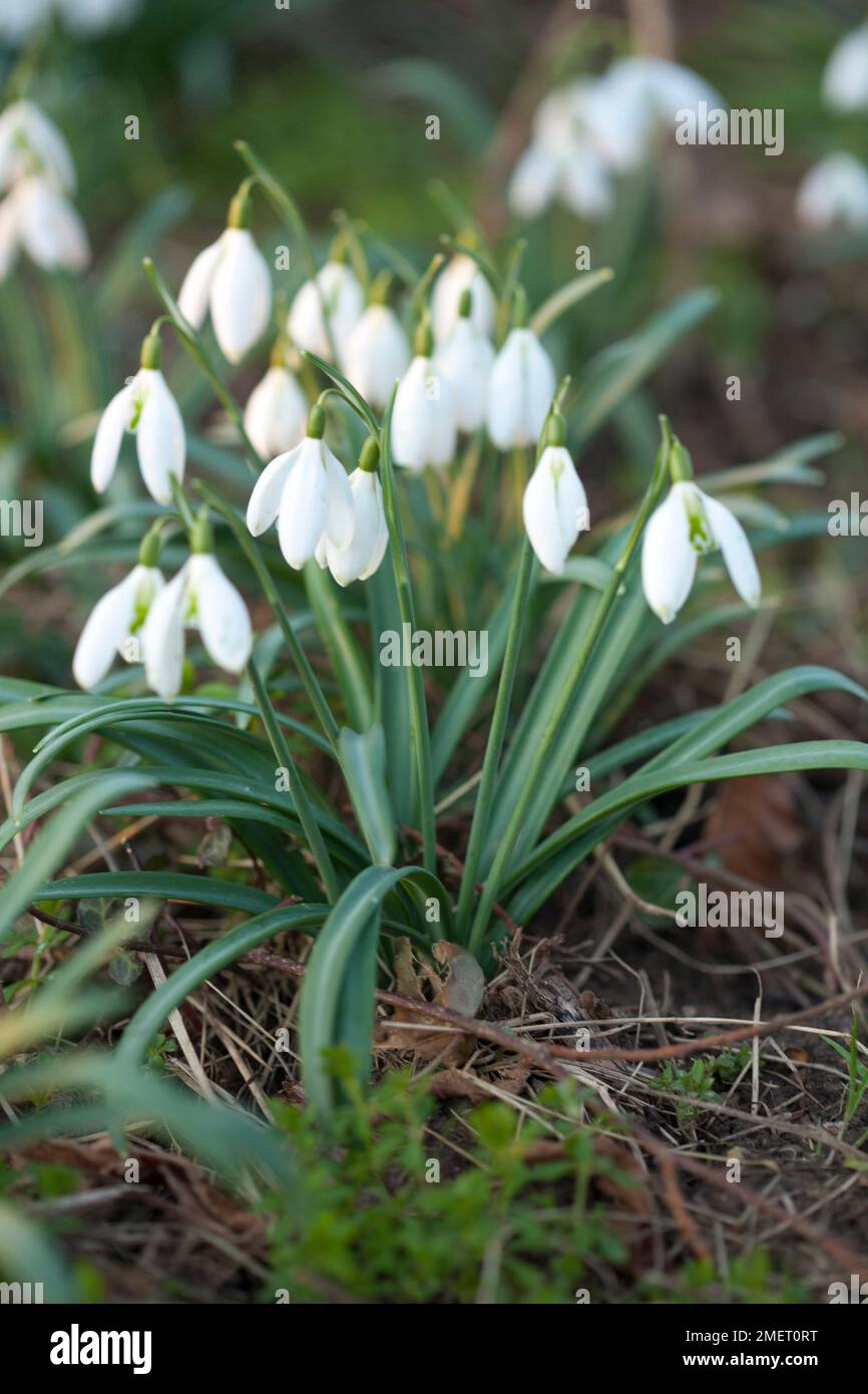 Curly flowers hi-res stock photography and images - Alamy