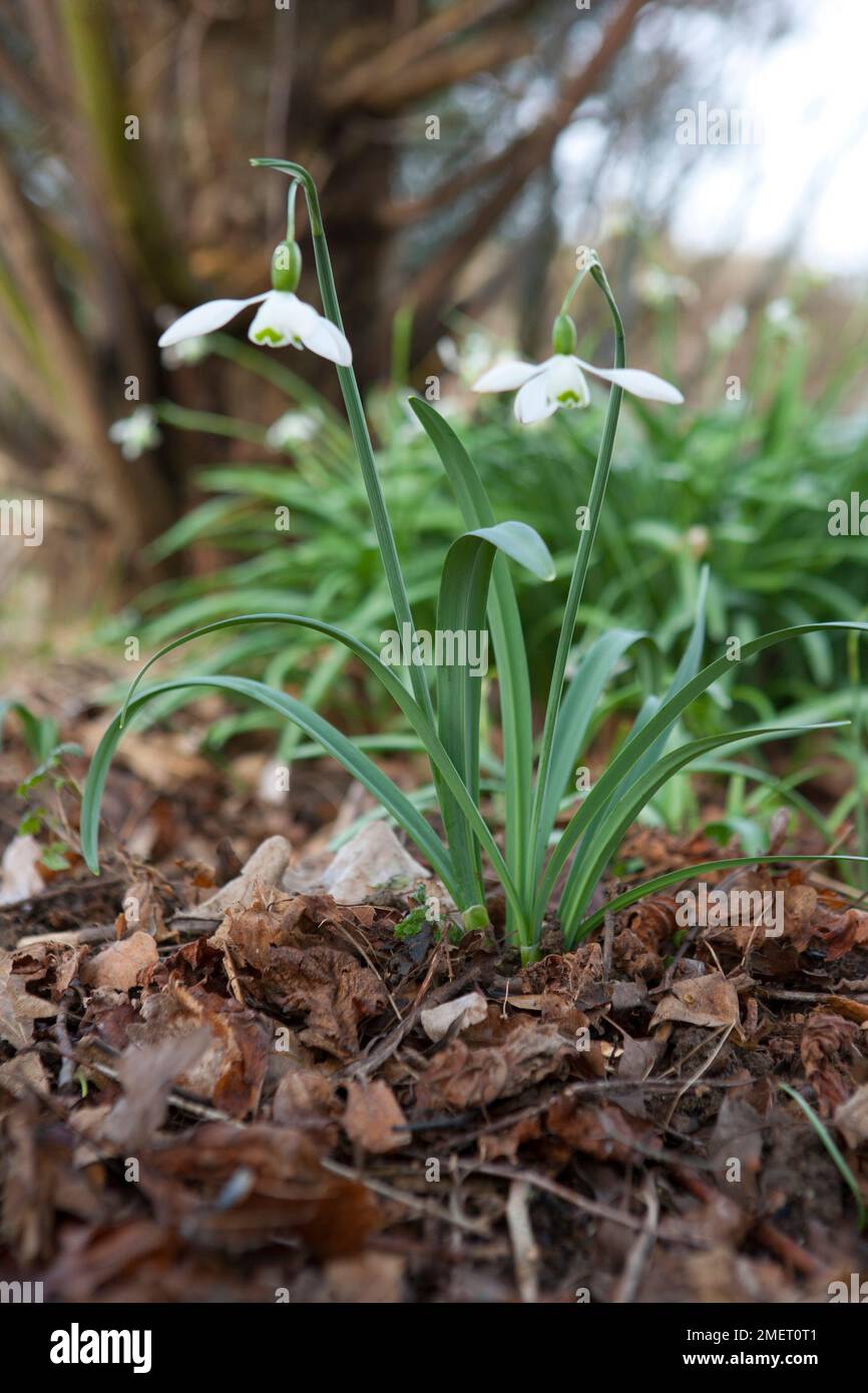 Snowdrop galatea hi-res stock photography and images - Alamy