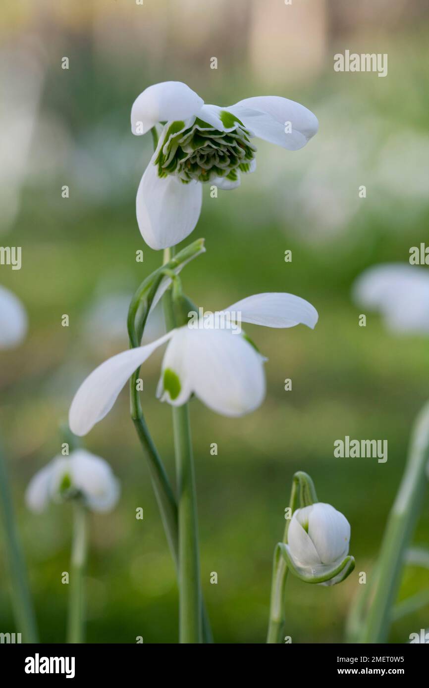 Hippolyta snowdrop hi-res stock photography and images - Alamy