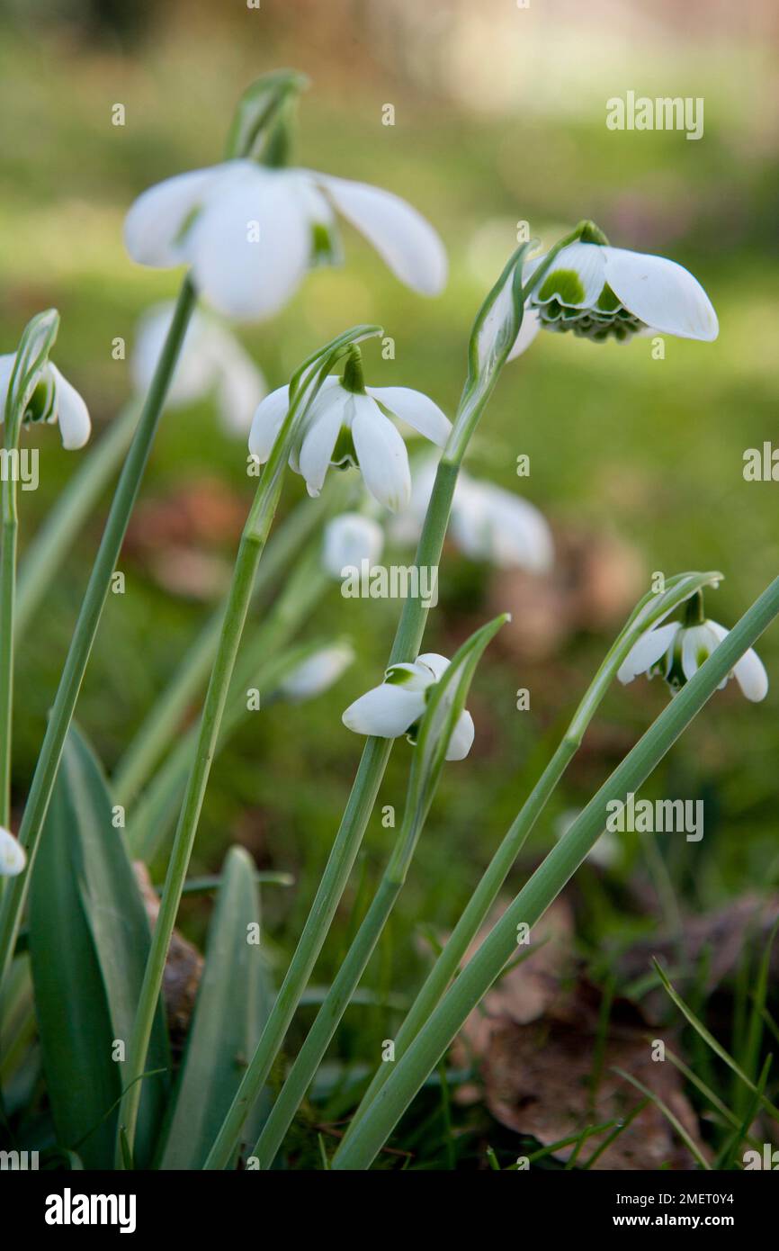 Hippolyta snowdrop hi-res stock photography and images - Alamy