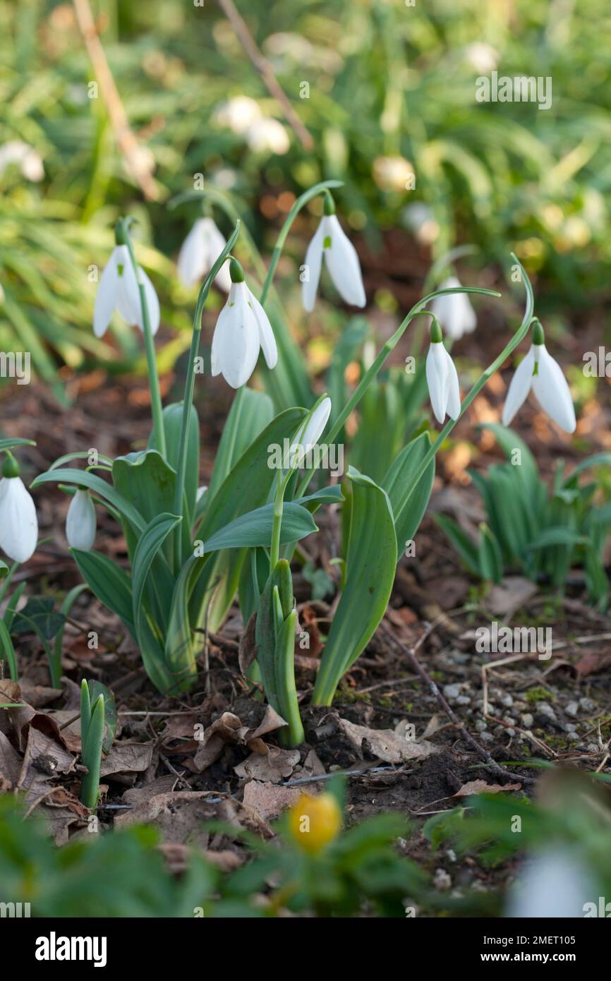 Ophelia snowdrop hi-res stock photography and images - Alamy