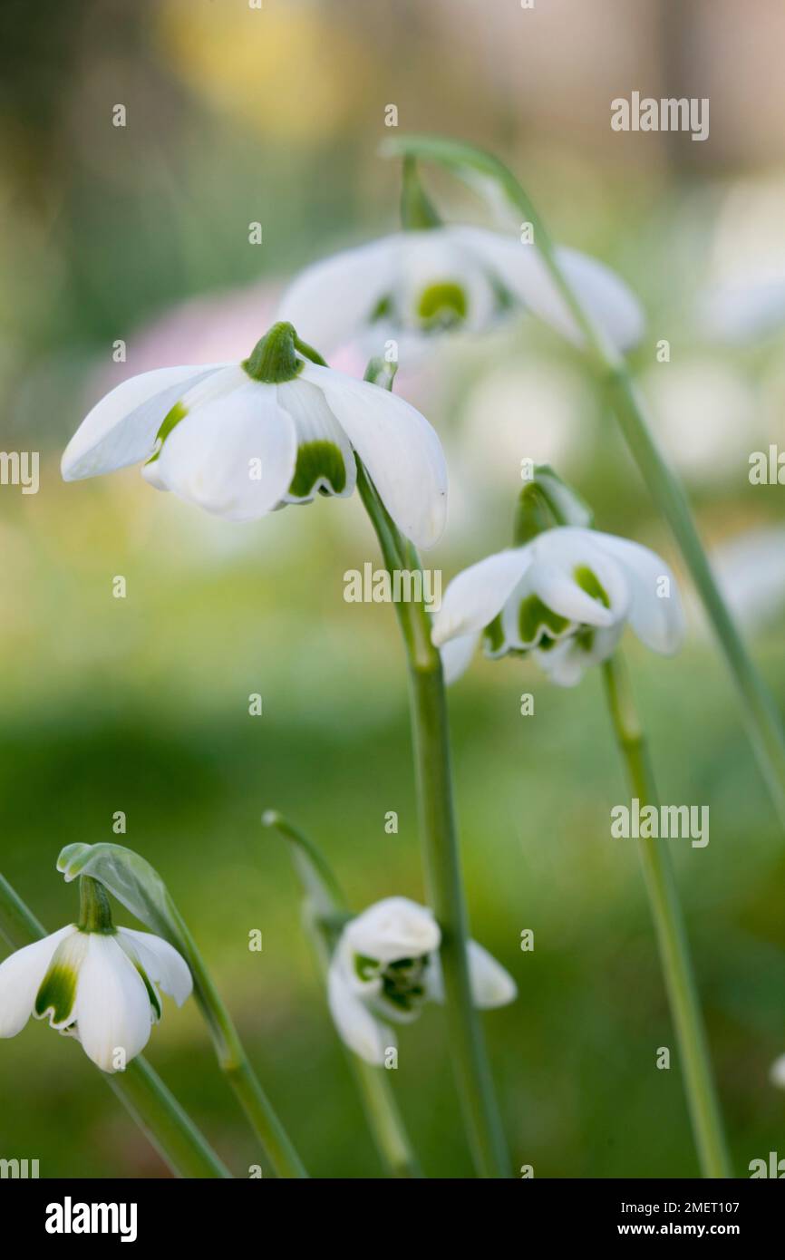 Hippolyta snowdrop hi-res stock photography and images - Alamy