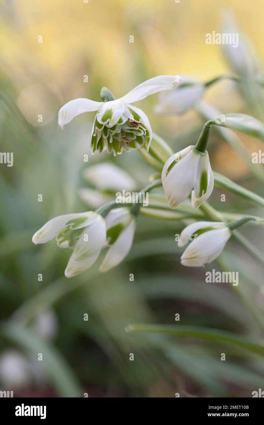 Jacquenetta hi-res stock photography and images - Alamy
