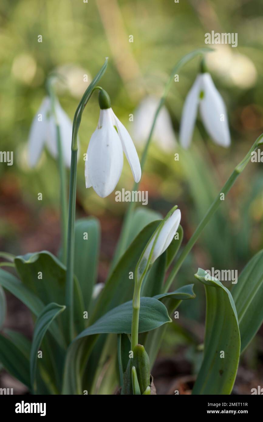 Ophelia snowdrop hi-res stock photography and images - Alamy