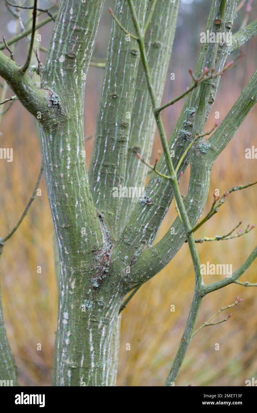 Acer rufinerve hi-res stock photography and images - Alamy