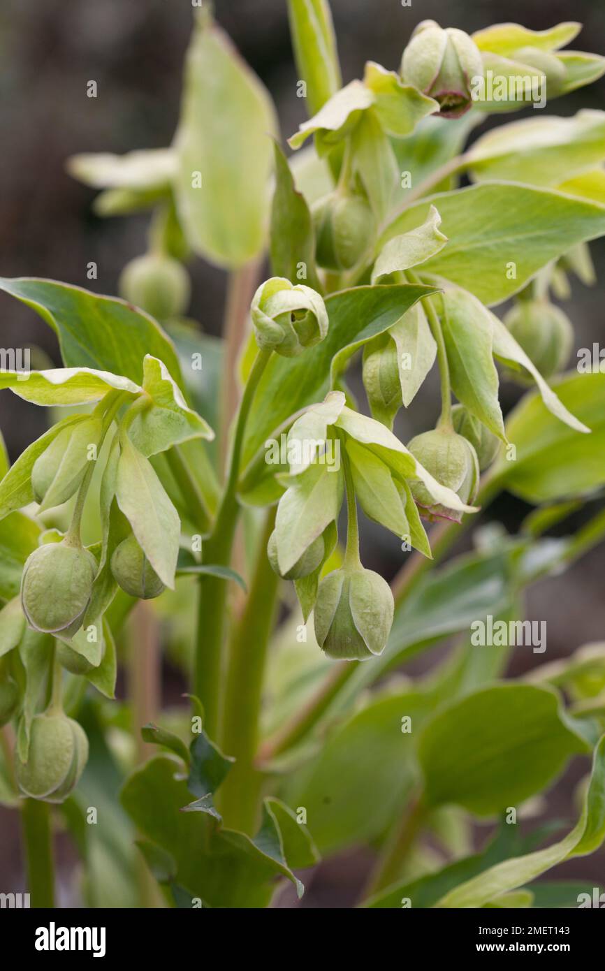 Hellébore hybridus harvington hi-res stock photography and images - Alamy