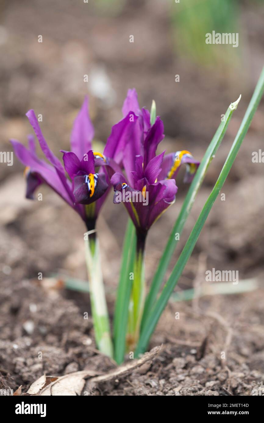 Iris 'J.S. Dijt' Stock Photo - Alamy