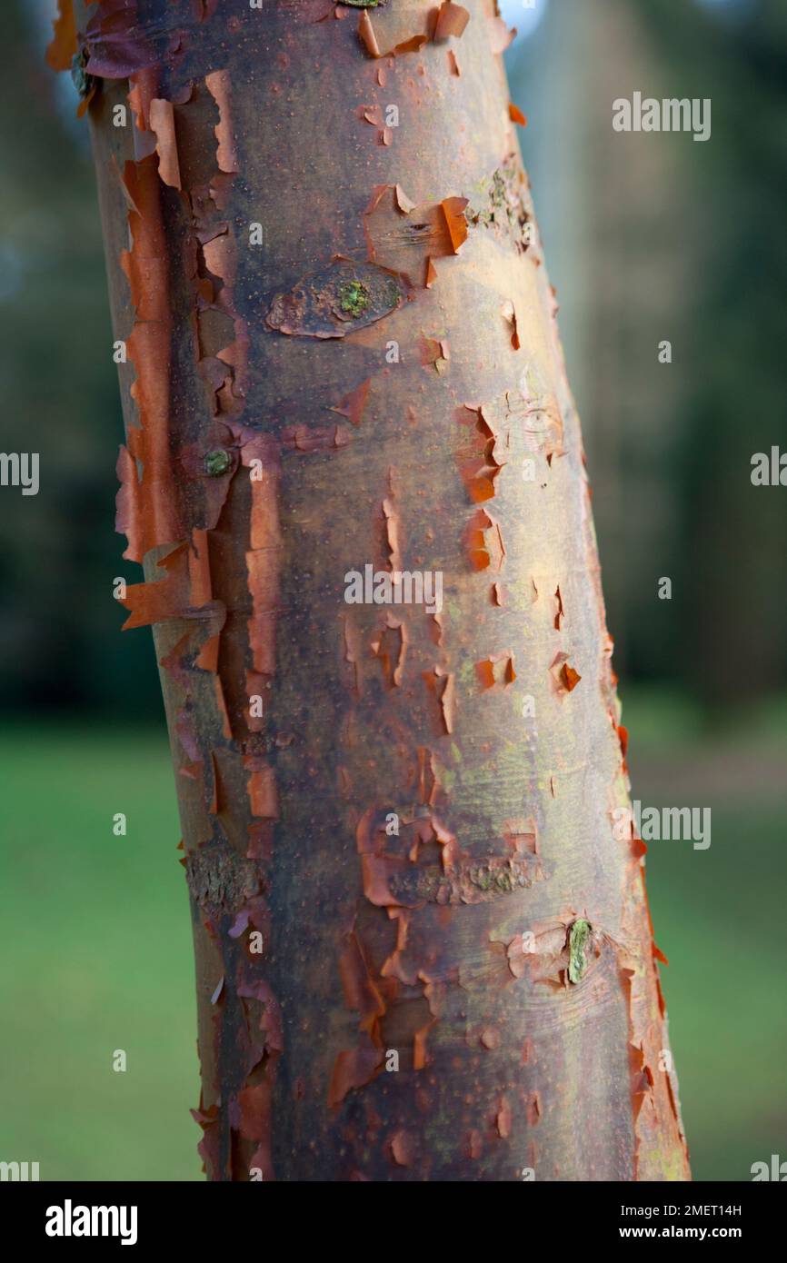 Acer griseum colour hi-res stock photography and images - Alamy