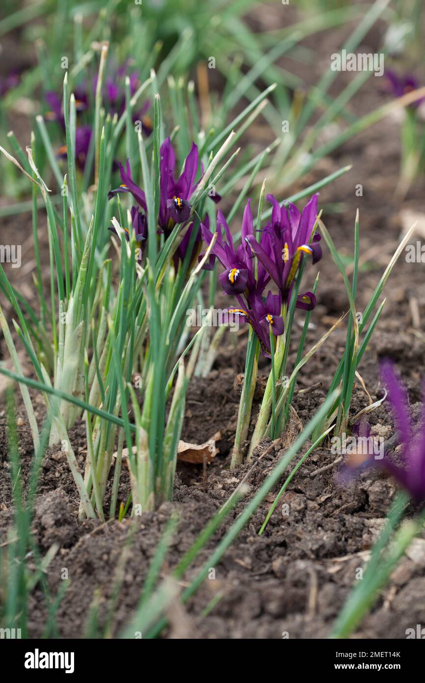 Iris 'J.S. Dijt' Stock Photo - Alamy