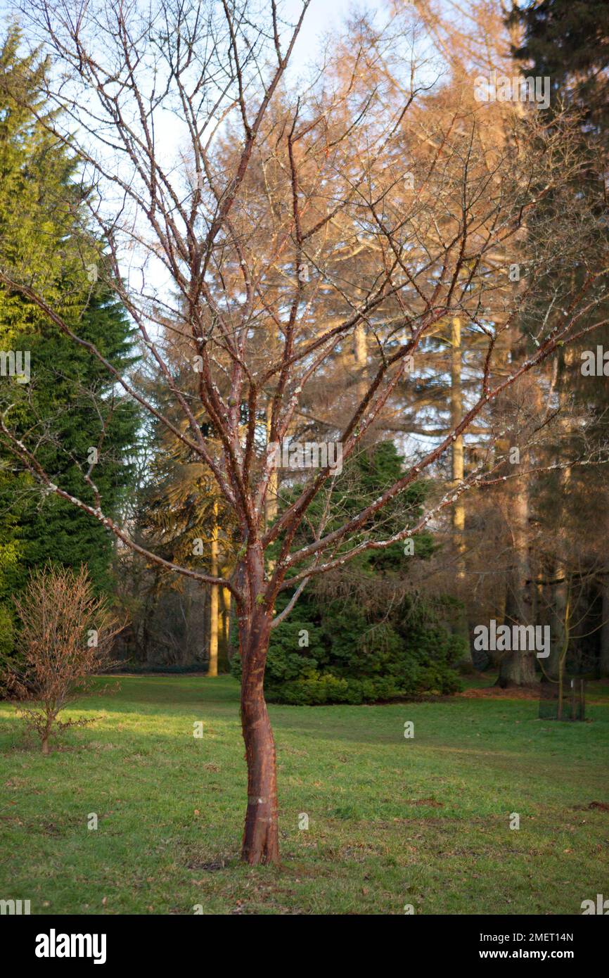 Acer griseum garden hi-res stock photography and images - Alamy