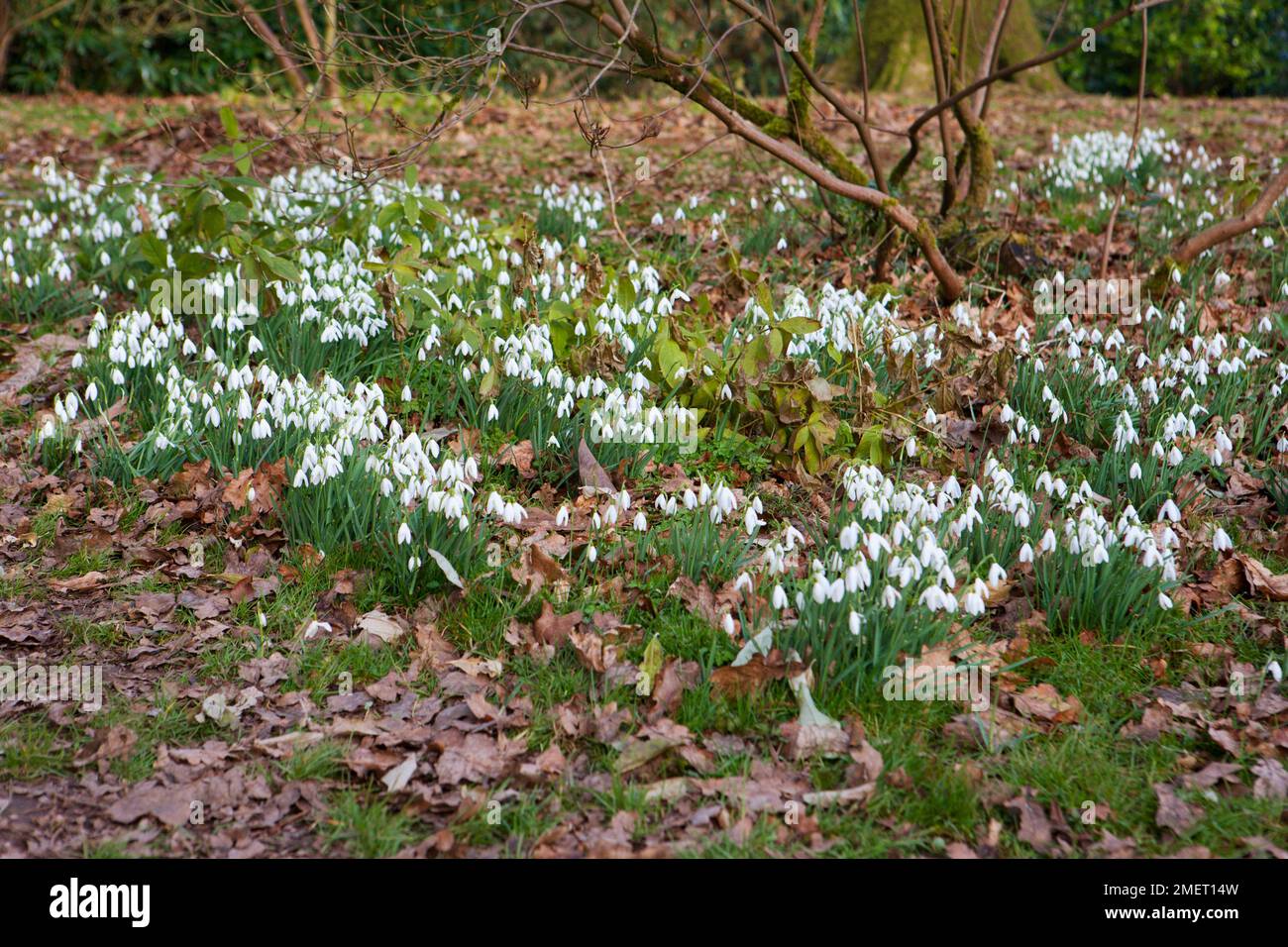 Galanthus reginae-olgae subsp. vernalis (Snowdrop Stock Photo - Alamy