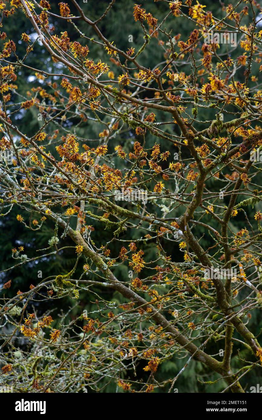 Hamamelis flowers image hi-res stock photography and images - Alamy