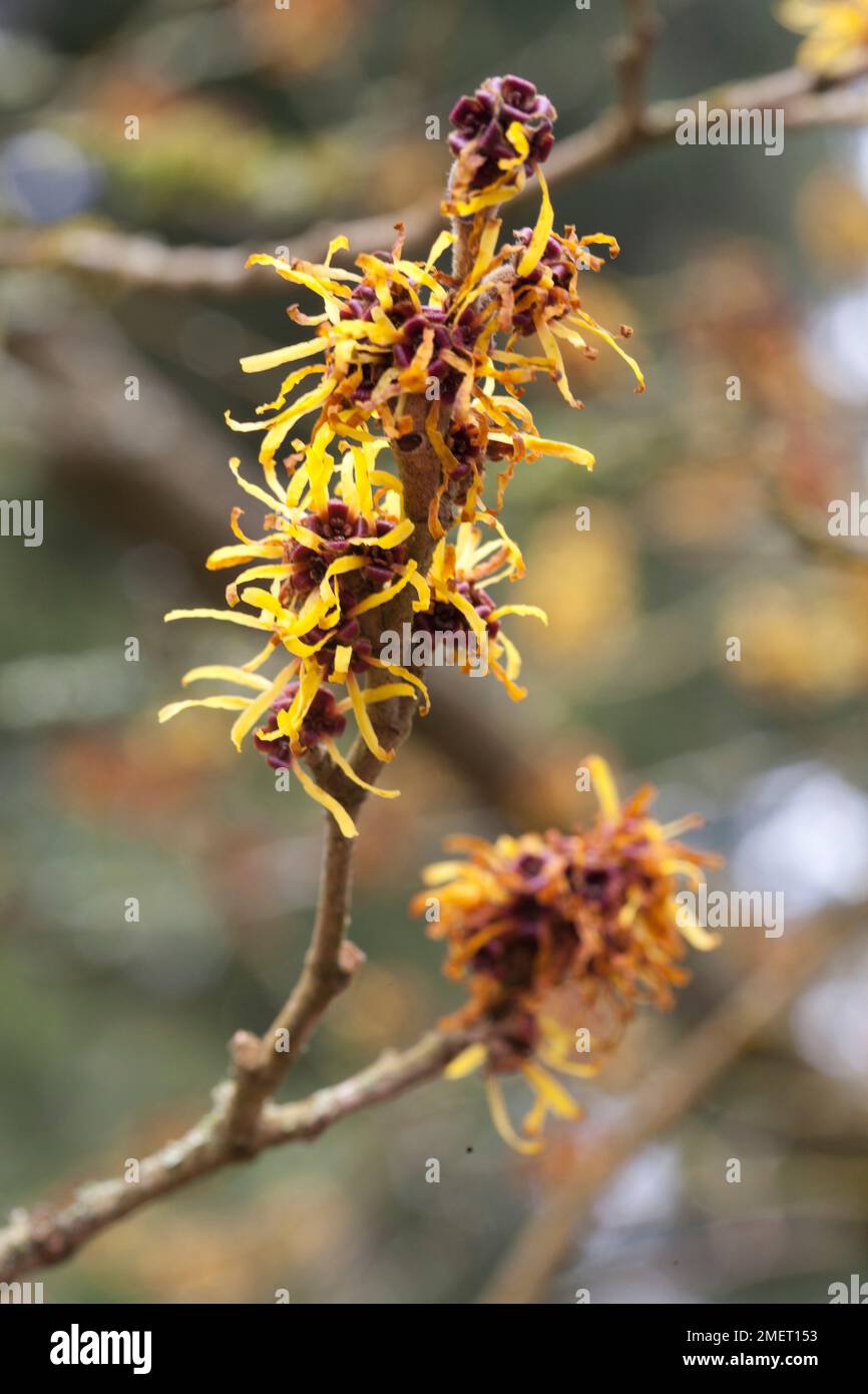 Hamamelis flowers image hi-res stock photography and images - Alamy