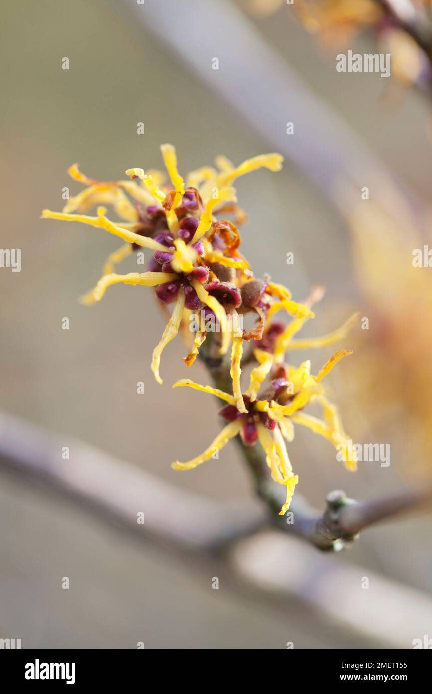 Hamamelis vernalis hi-res stock photography and images - Alamy