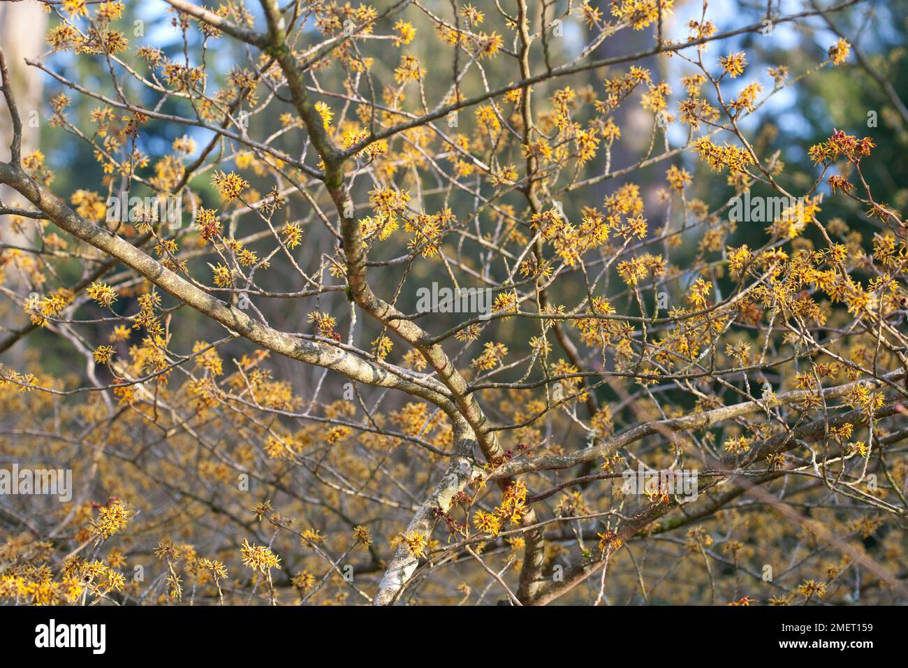 Hamamelis flowers image hi-res stock photography and images - Alamy