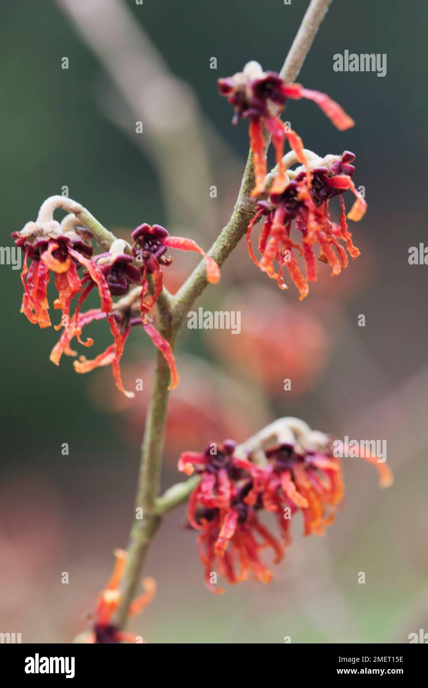 Hamamelis x intermedia 'Diane' (Witch-Hazel Stock Photo - Alamy