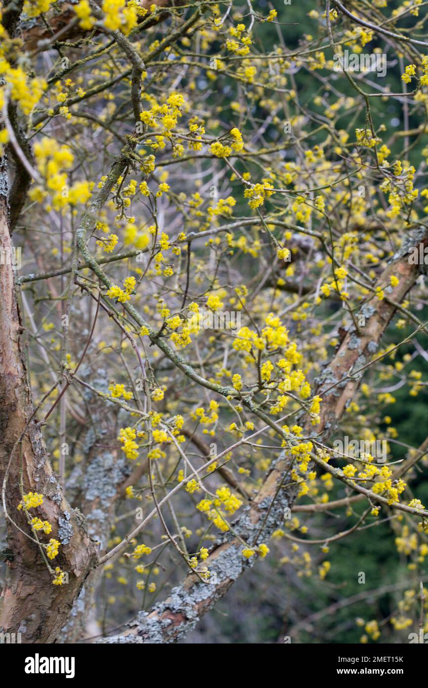 Cornus mas garden hi-res stock photography and images - Alamy