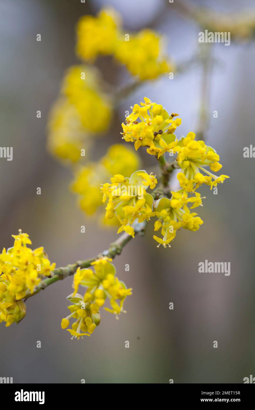 Cornus mas garden hi-res stock photography and images - Alamy
