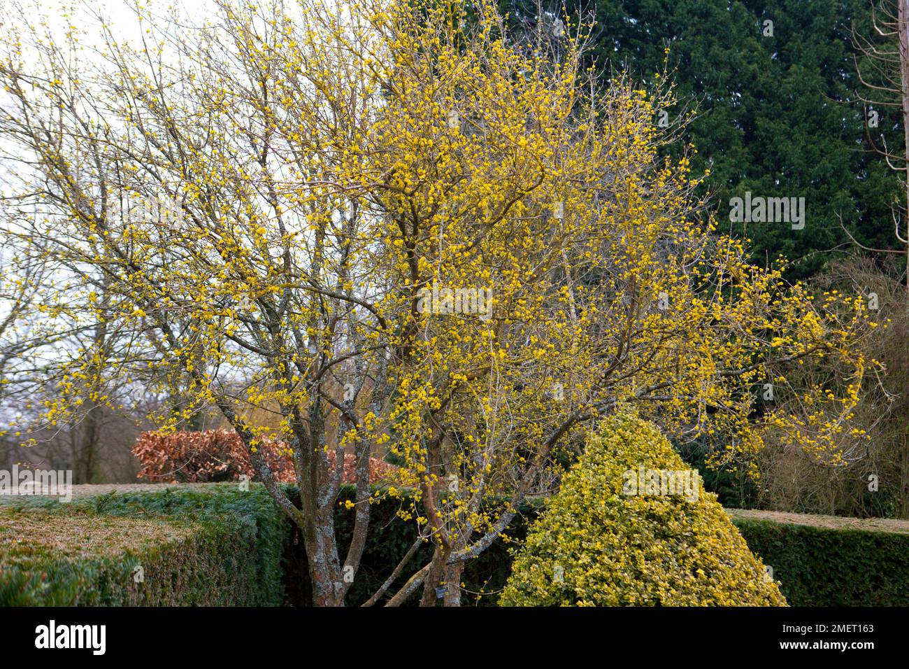 Cornus mas flowering hi-res stock photography and images - Alamy