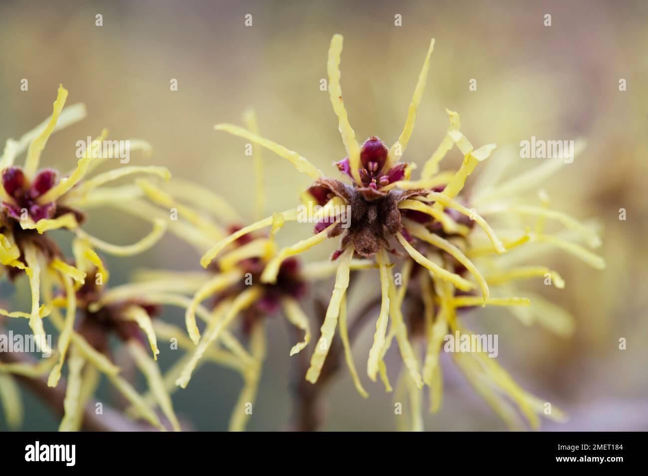 Hamamelis japonica (Witch-Hazel Stock Photo - Alamy
