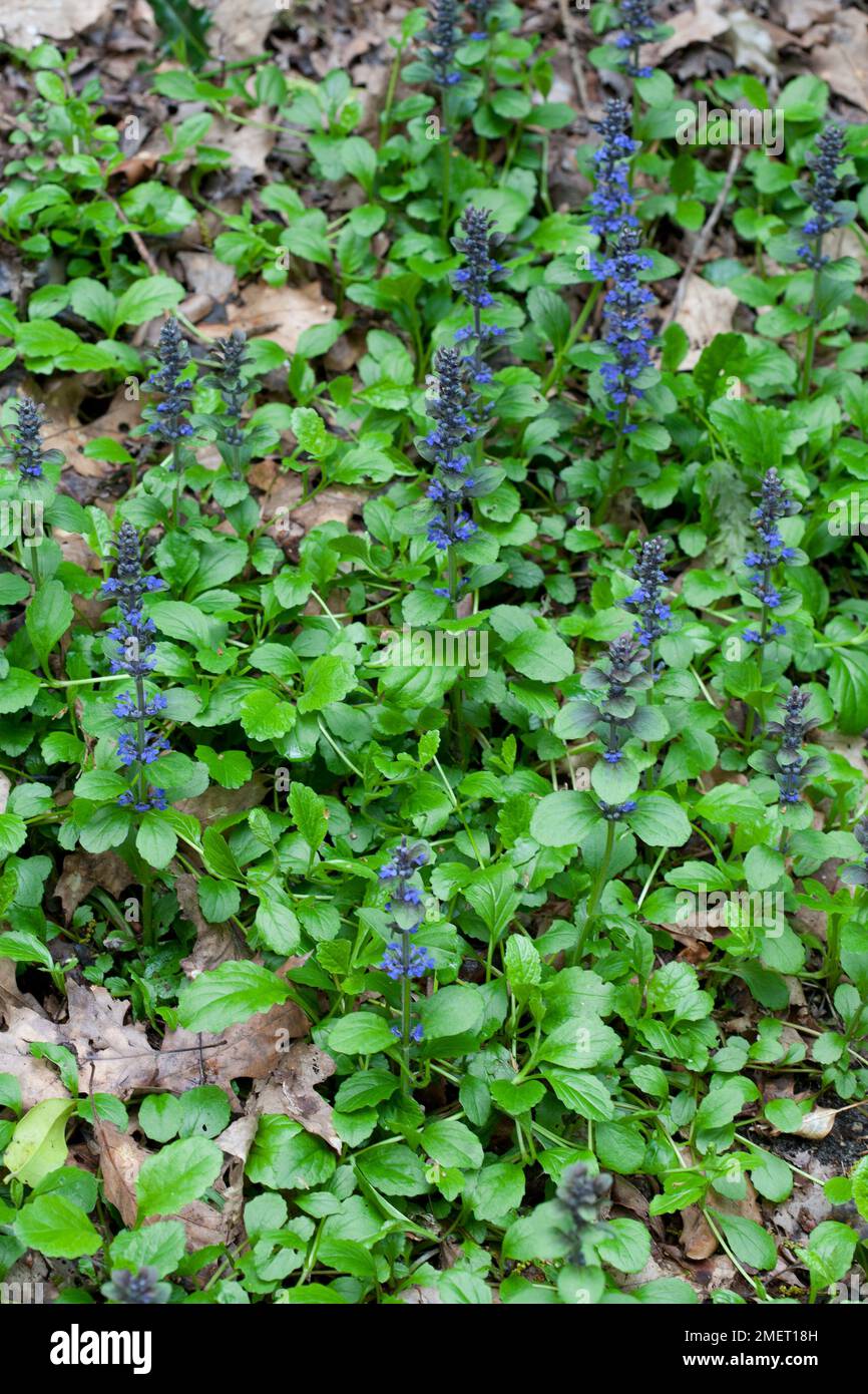Plant ajuga pyramidalis hi-res stock photography and images - Alamy