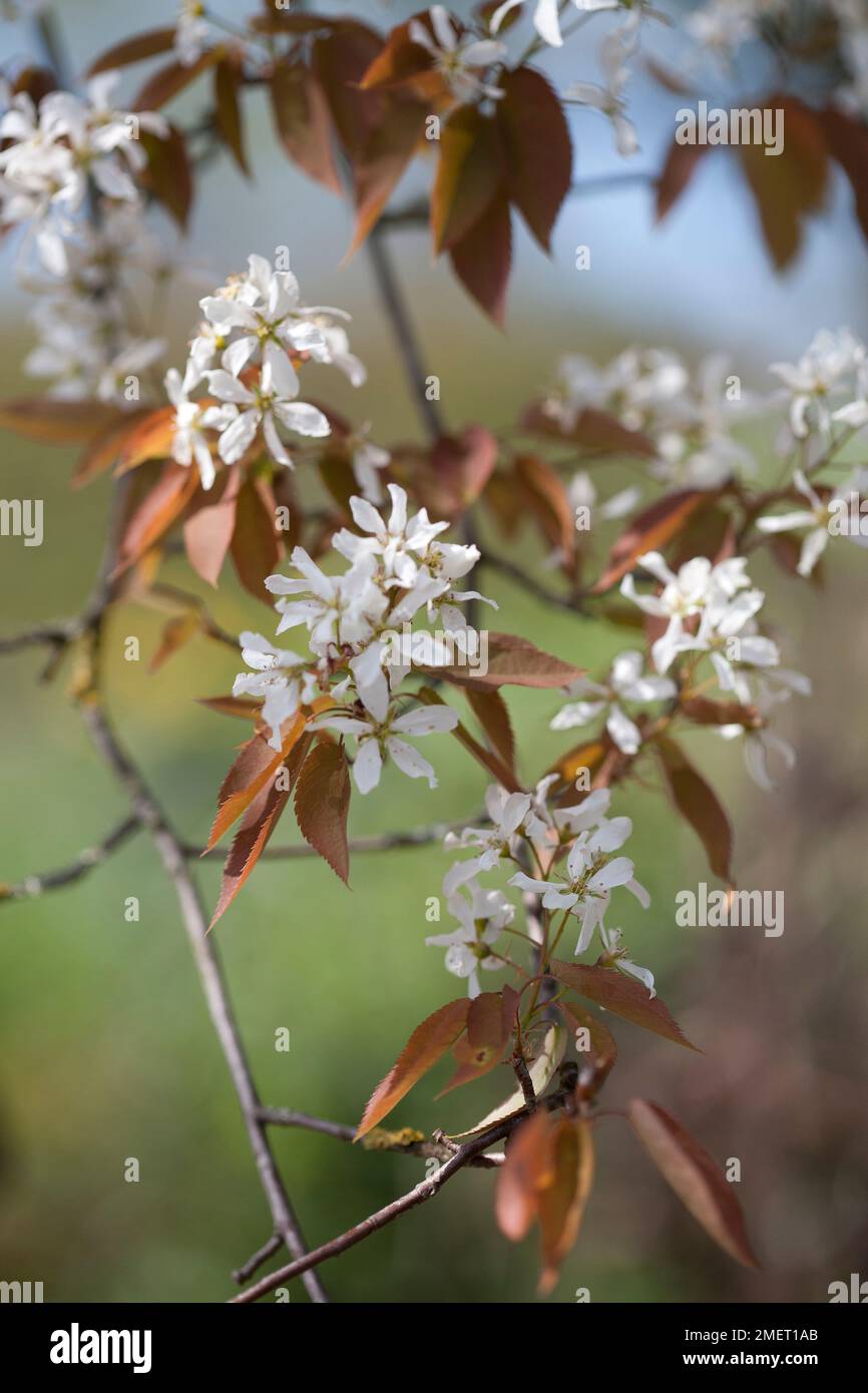 Amelanchier grandiflora ballerina hi-res stock photography and images ...