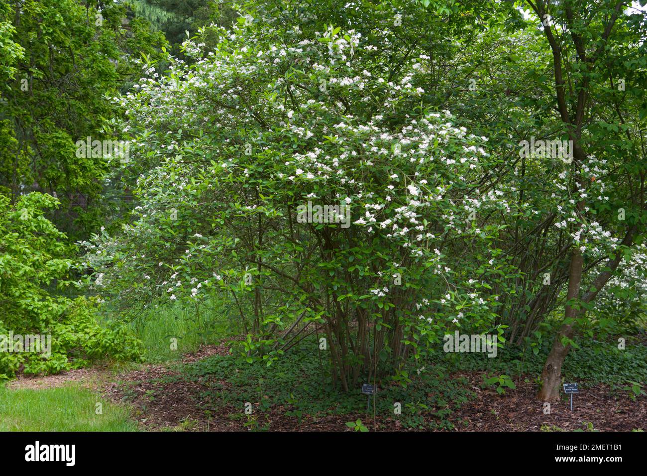 Aronia x prunifolia Stock Photo - Alamy
