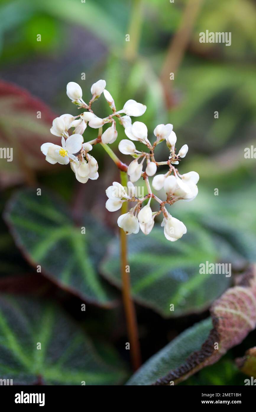 Soli hi-res stock photography and images - Alamy