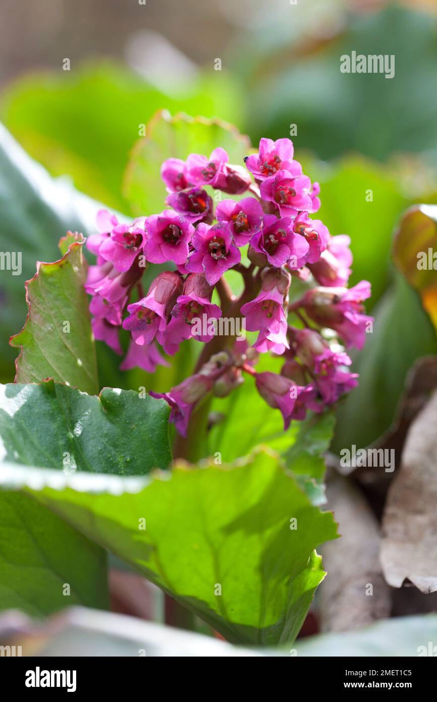 Abendglocken hi-res stock photography and images - Alamy