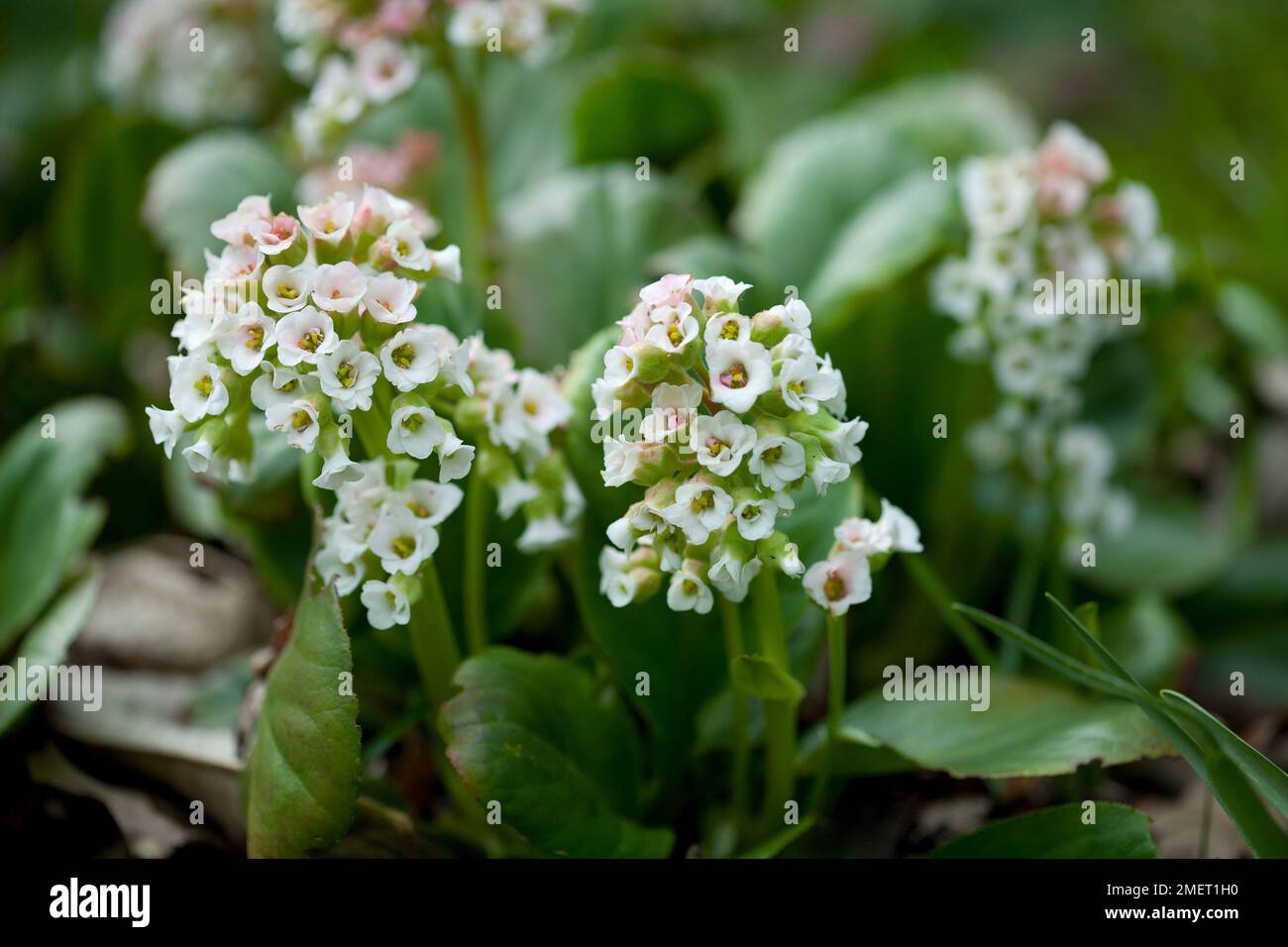 Bergenia stracheyi Alba Group Stock Photo - Alamy