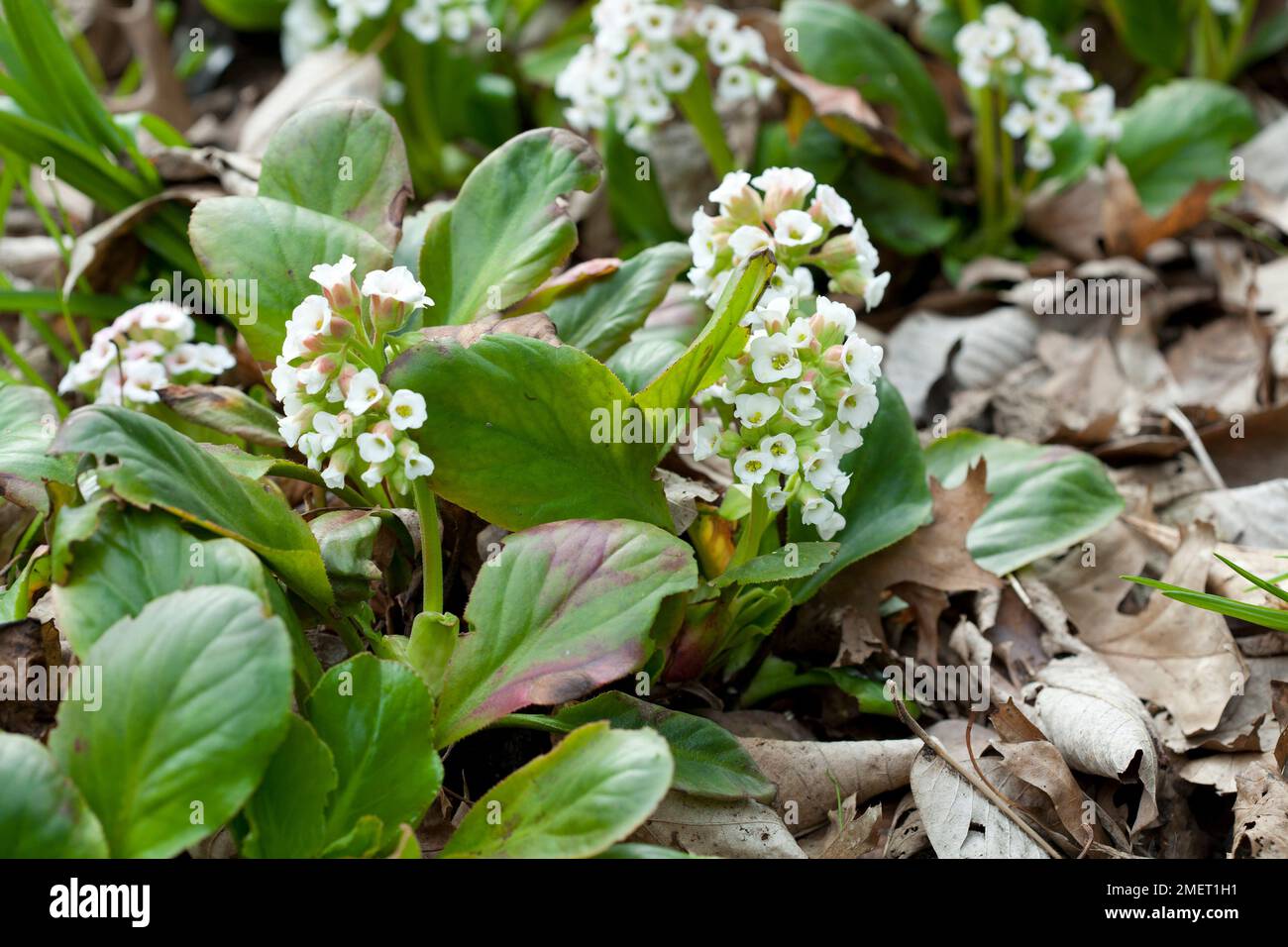 Bergenia stracheyi Alba Group Stock Photo - Alamy