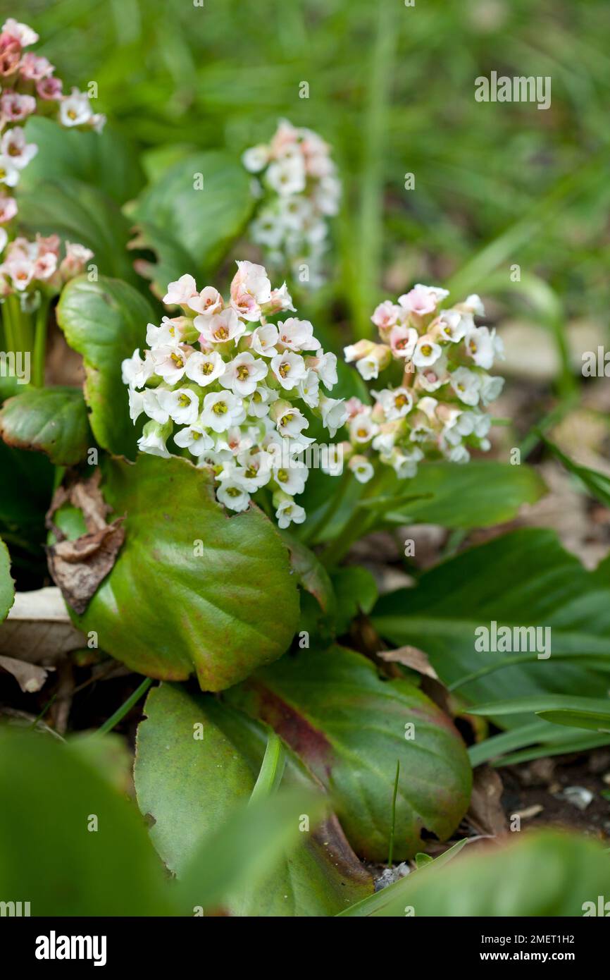 Bergenia stracheyi Alba Group Stock Photo - Alamy