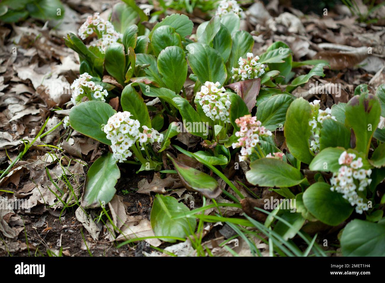 Bergenia stracheyi Alba Group Stock Photo - Alamy