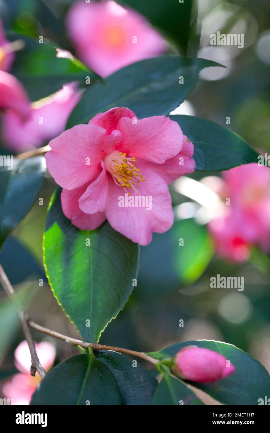 Camellia 'Cornish Spring' (cuspidata x japonica Stock Photo - Alamy