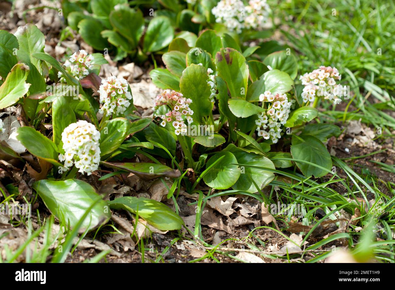 Bergenia stracheyi Alba Group Stock Photo - Alamy