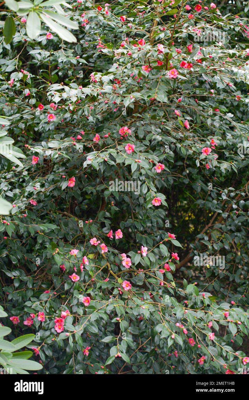 Camellia 'Cornish Spring' (cuspidata x japonica Stock Photo - Alamy