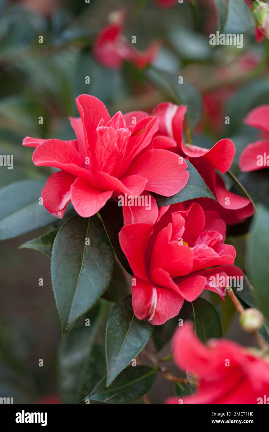 Camellia 'Freedom Bell' Stock Photo - Alamy