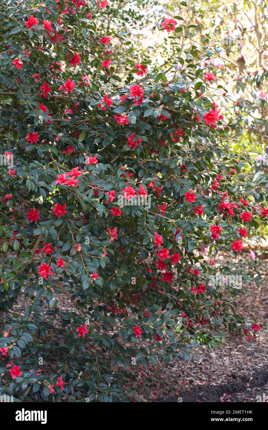 Camellia 'Freedom Bell' Stock Photo - Alamy