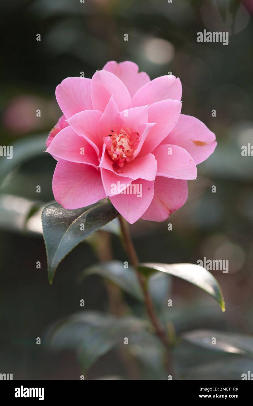 Camellia x williamsii 'Daintiness' Stock Photo - Alamy