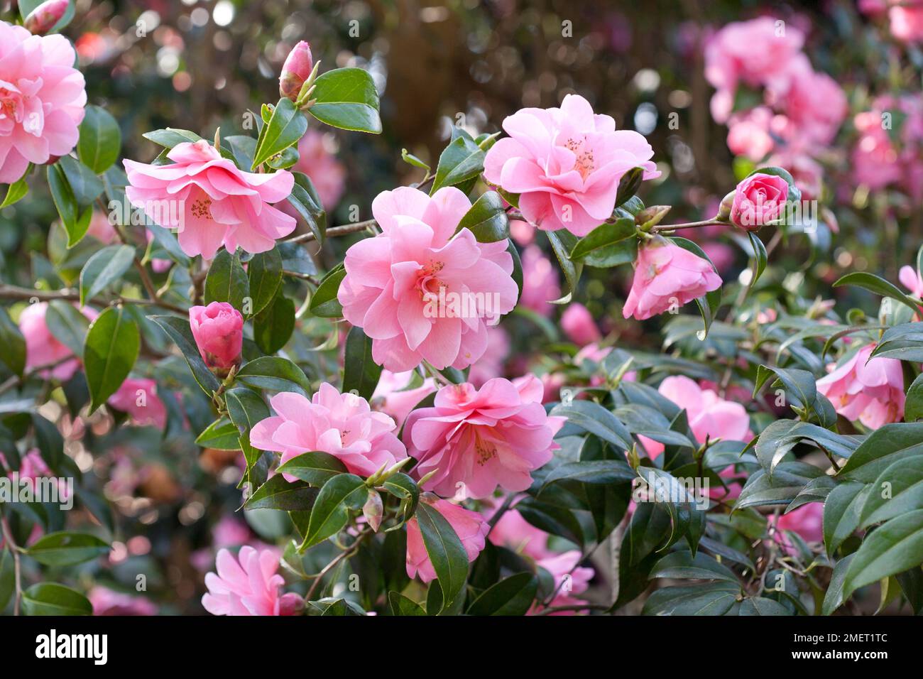 Camellia x williamsii 'Daintiness' Stock Photo - Alamy