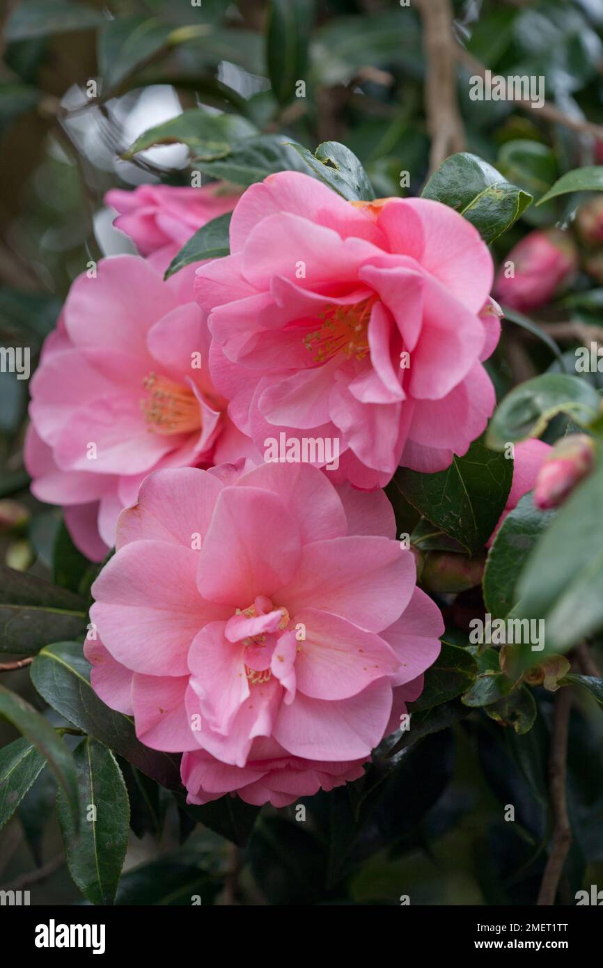 Camellia x williamsii 'Daintiness' Stock Photo - Alamy