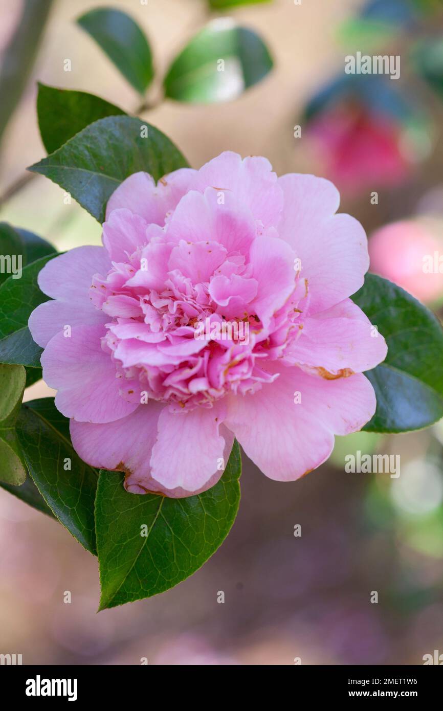 Elsie jury hi-res stock photography and images - Alamy