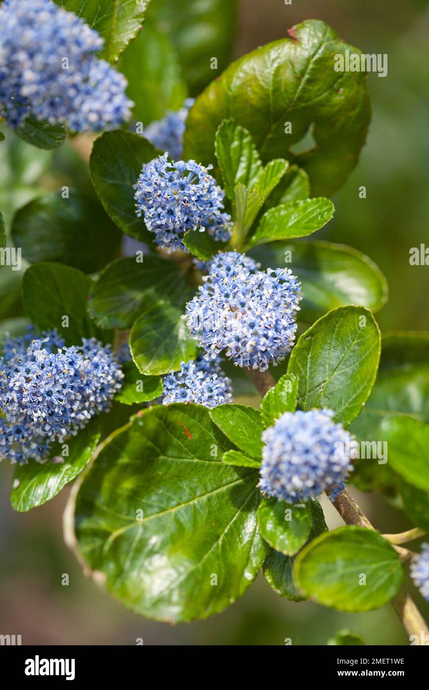 Ceanothus arboreus trewithen blue hi-res stock photography and images ...