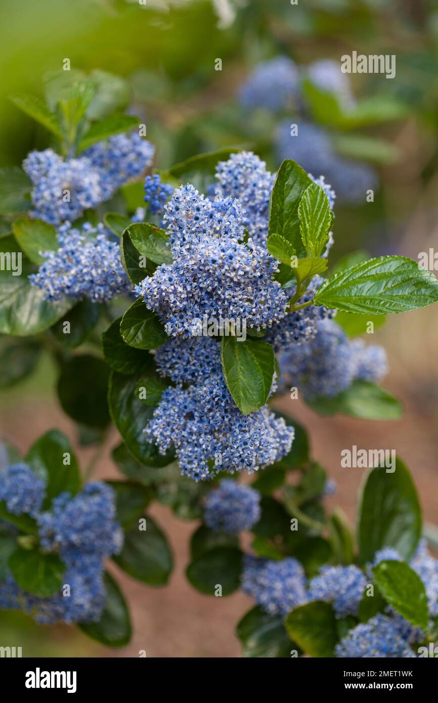 Ceanothus arboreus trewithen blue hi-res stock photography and images ...