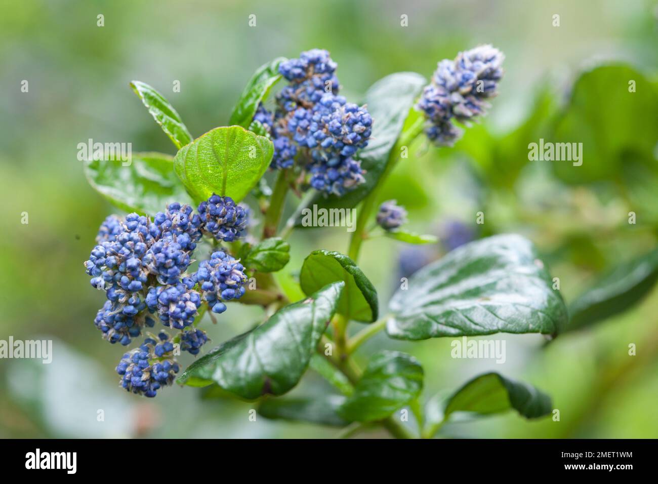 Ceanothus griseus var. horizontalis 'Yankee Point' Stock Photo - Alamy